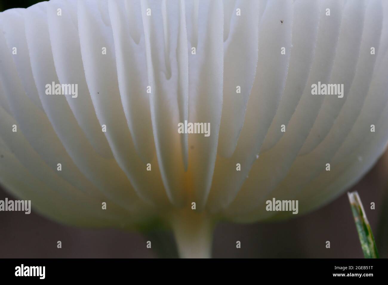 Closeup View of Cuphophyllus Fungi Stock Photo - Alamy