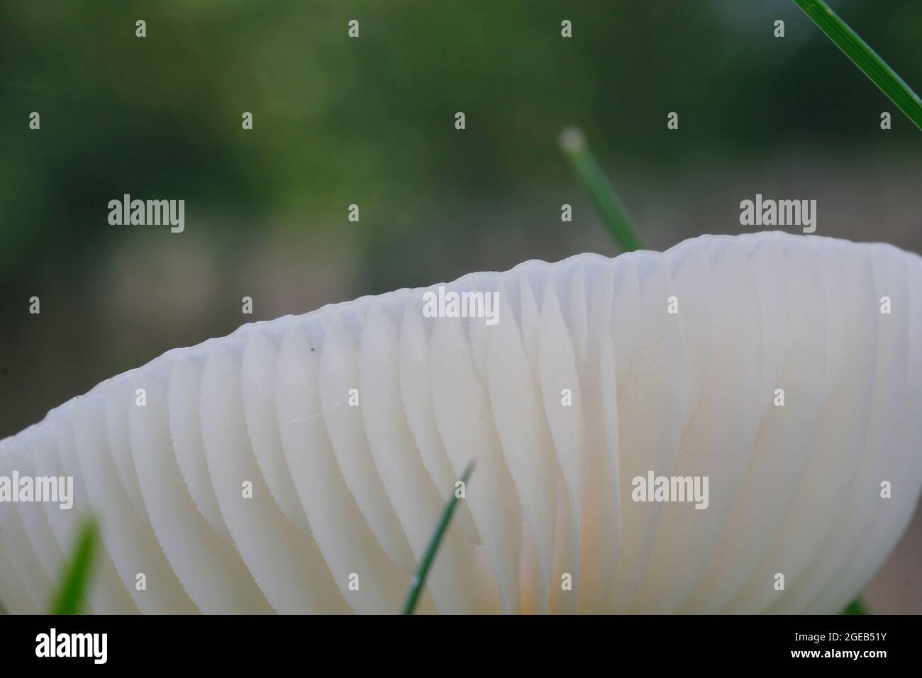 Closeup View of Cuphophyllus Fungi Stock Photo - Alamy