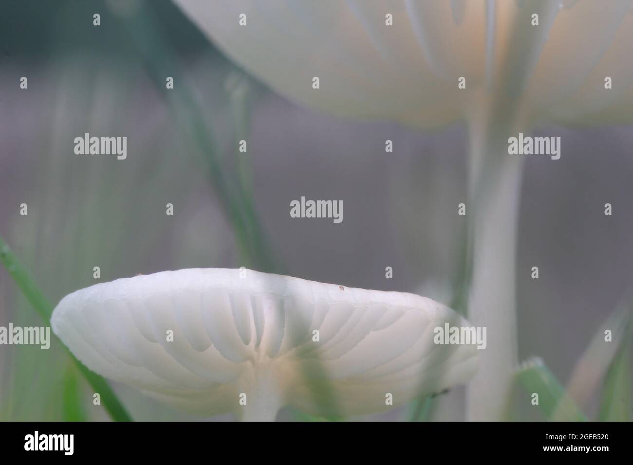Closeup View of Cuphophyllus Fungi Stock Photo - Alamy