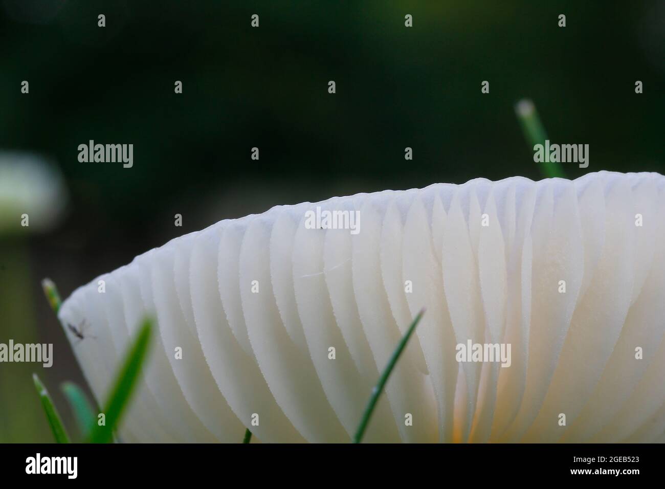 Closeup View of Cuphophyllus Fungi Stock Photo - Alamy