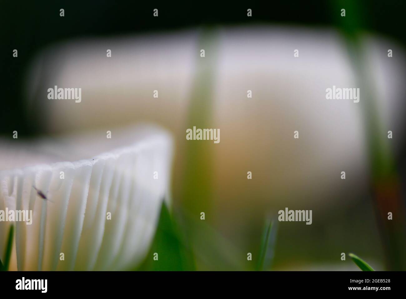 Closeup View of Cuphophyllus Fungi Stock Photo - Alamy