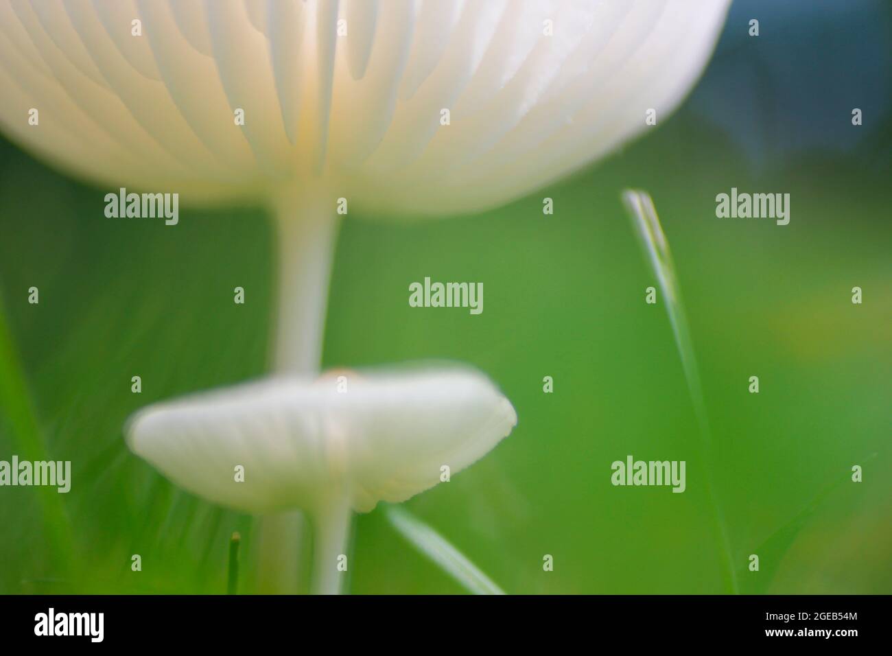 Closeup View of Cuphophyllus Fungi Stock Photo - Alamy