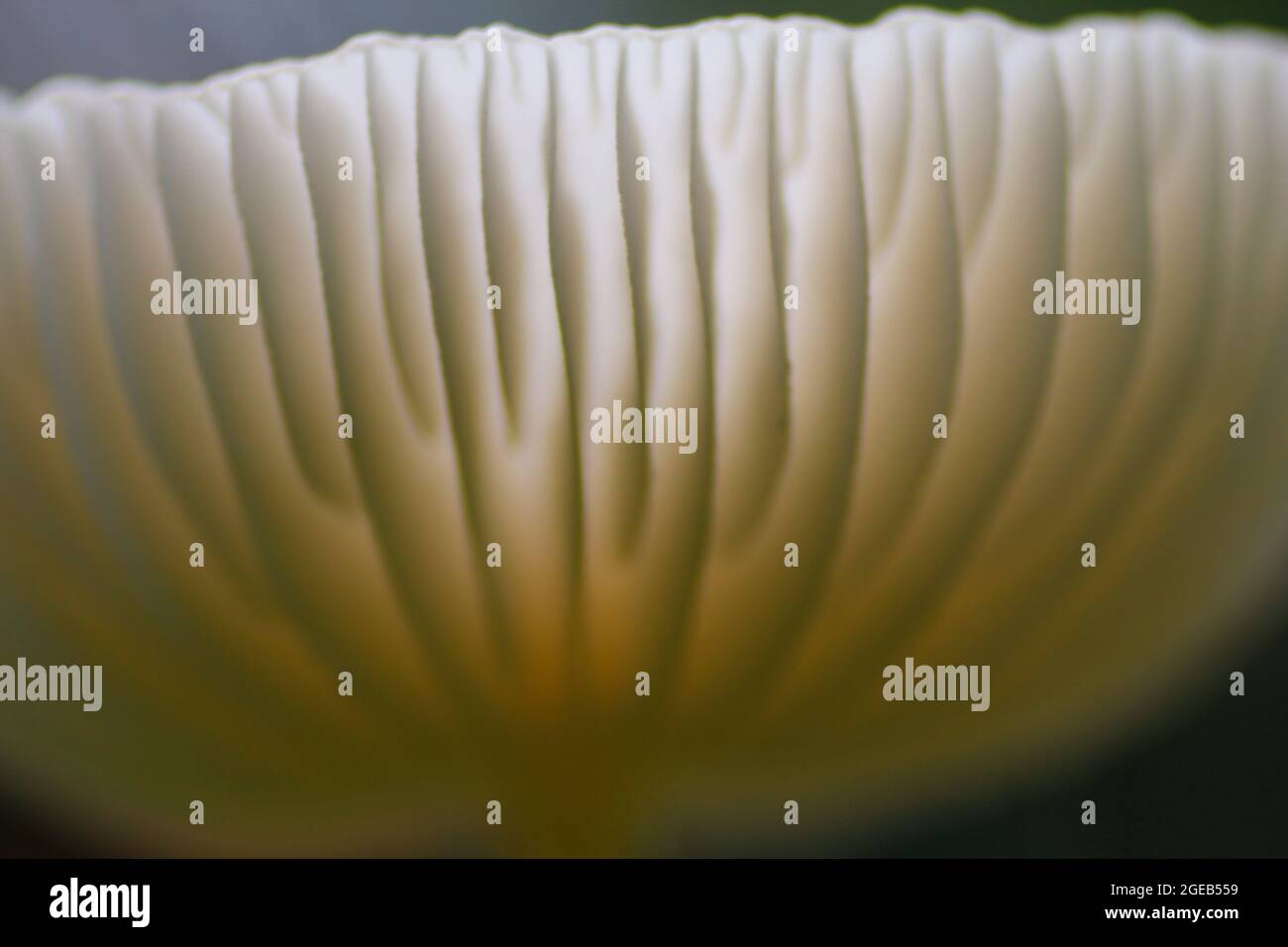 Closeup View of Cuphophyllus Fungi Stock Photo - Alamy