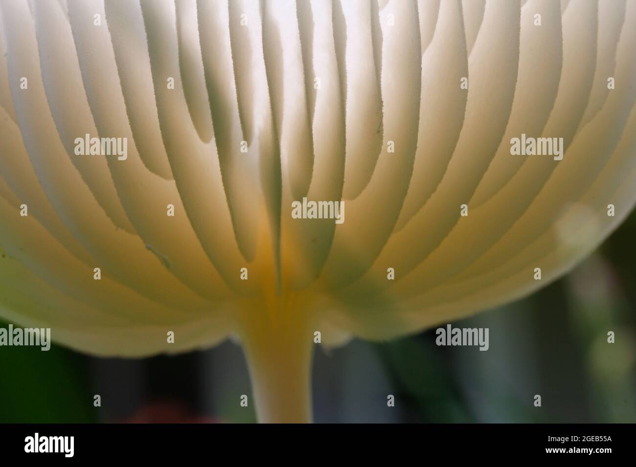 Closeup View of Cuphophyllus Fungi Stock Photo - Alamy