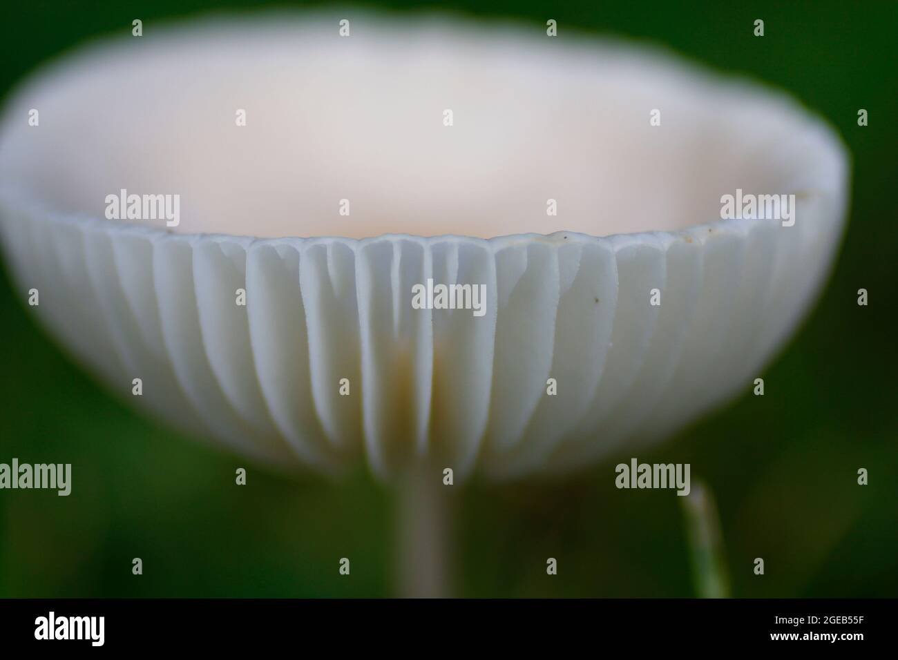 Closeup View of Cuphophyllus Fungi Stock Photo - Alamy