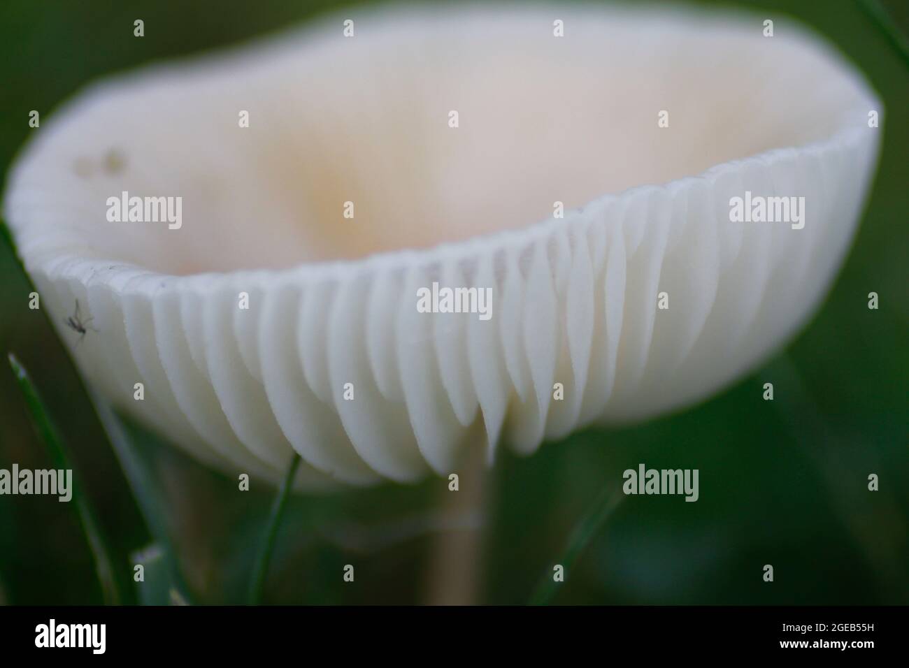 Closeup View of Cuphophyllus Fungi Stock Photo - Alamy