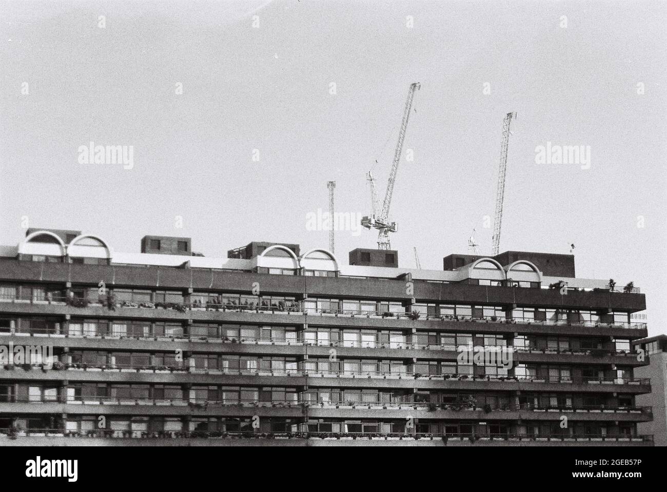 White chamberlain flower hi-res stock photography and images - Alamy