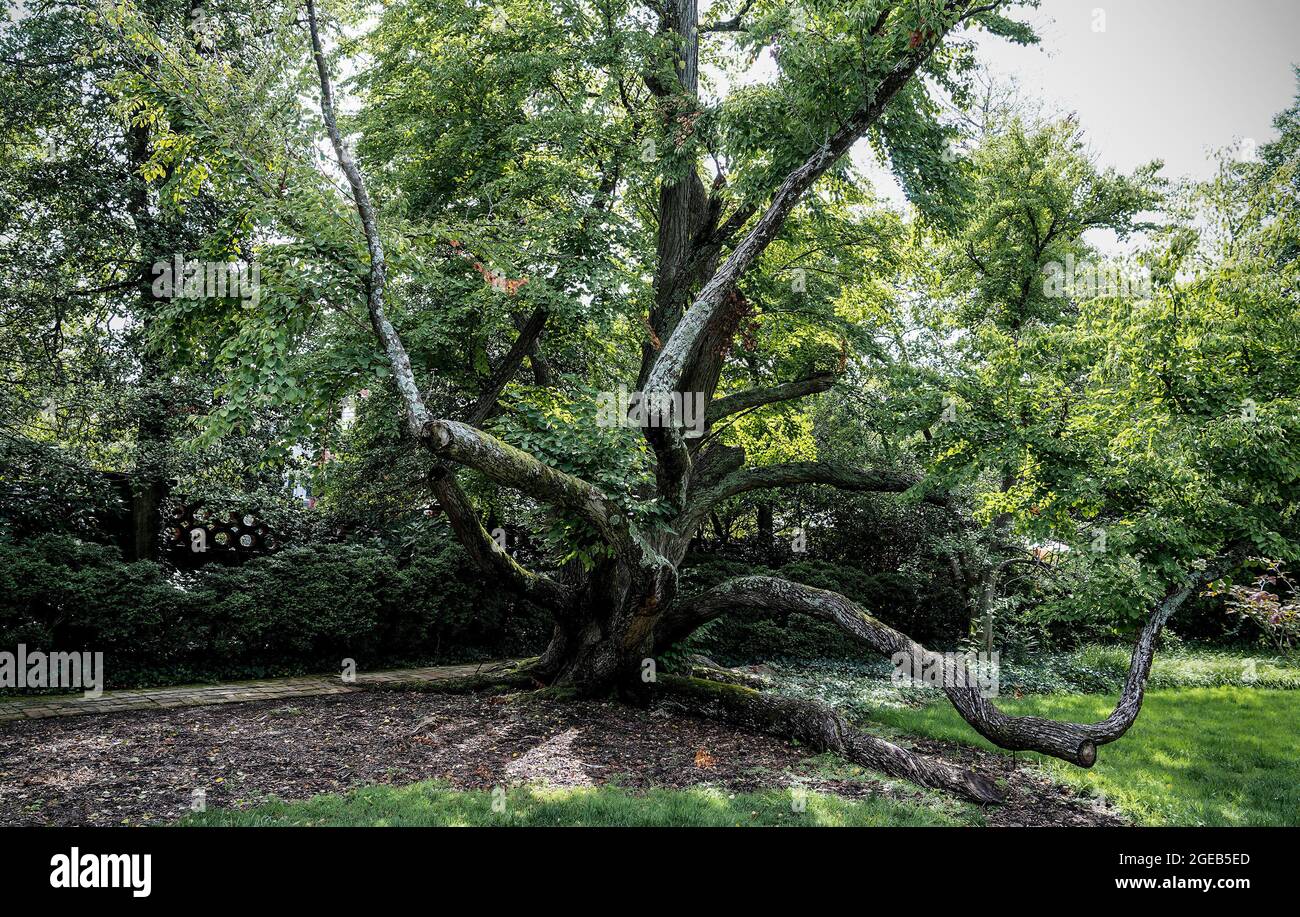 Gnarled old tree stretched out in an urban park Stock Photo - Alamy