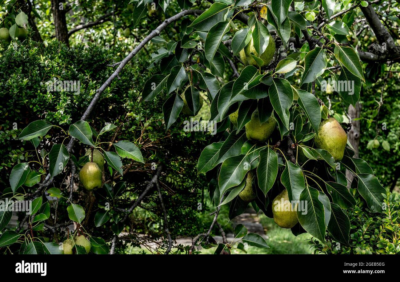 Pear treee growing wild in the wilderness Stock Photo - Alamy