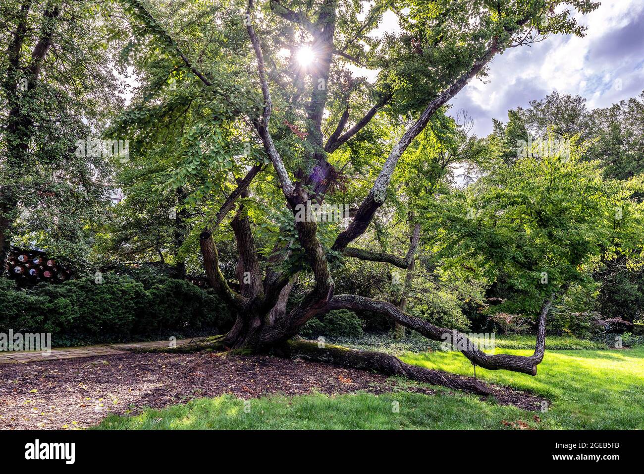 Gnarled old tree stretched out in an urban park Stock Photo - Alamy