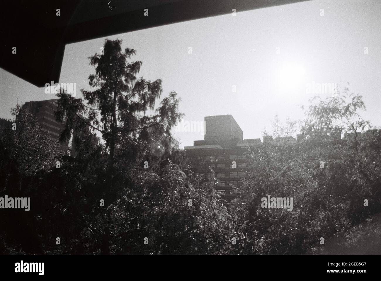 White chamberlain flower hi-res stock photography and images - Alamy