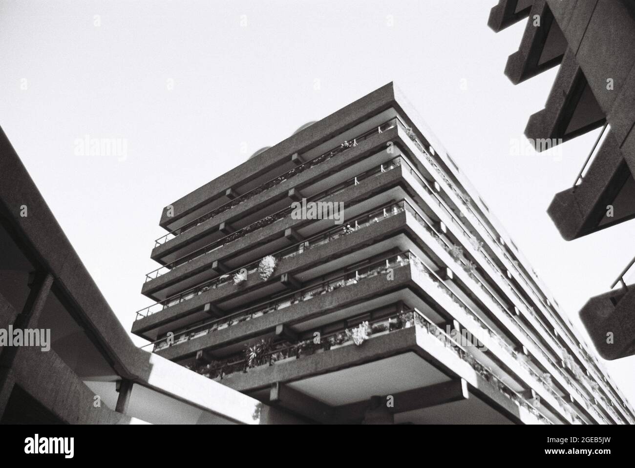 White chamberlain flower hi-res stock photography and images - Alamy