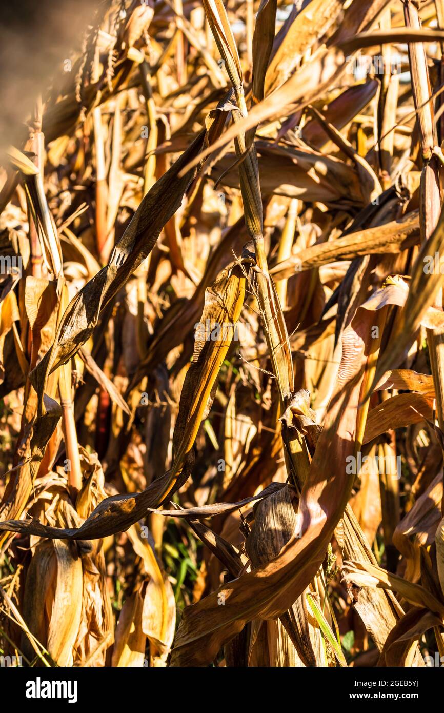 Ripe and dry corn stalks close up. End of season field with golden corn ...