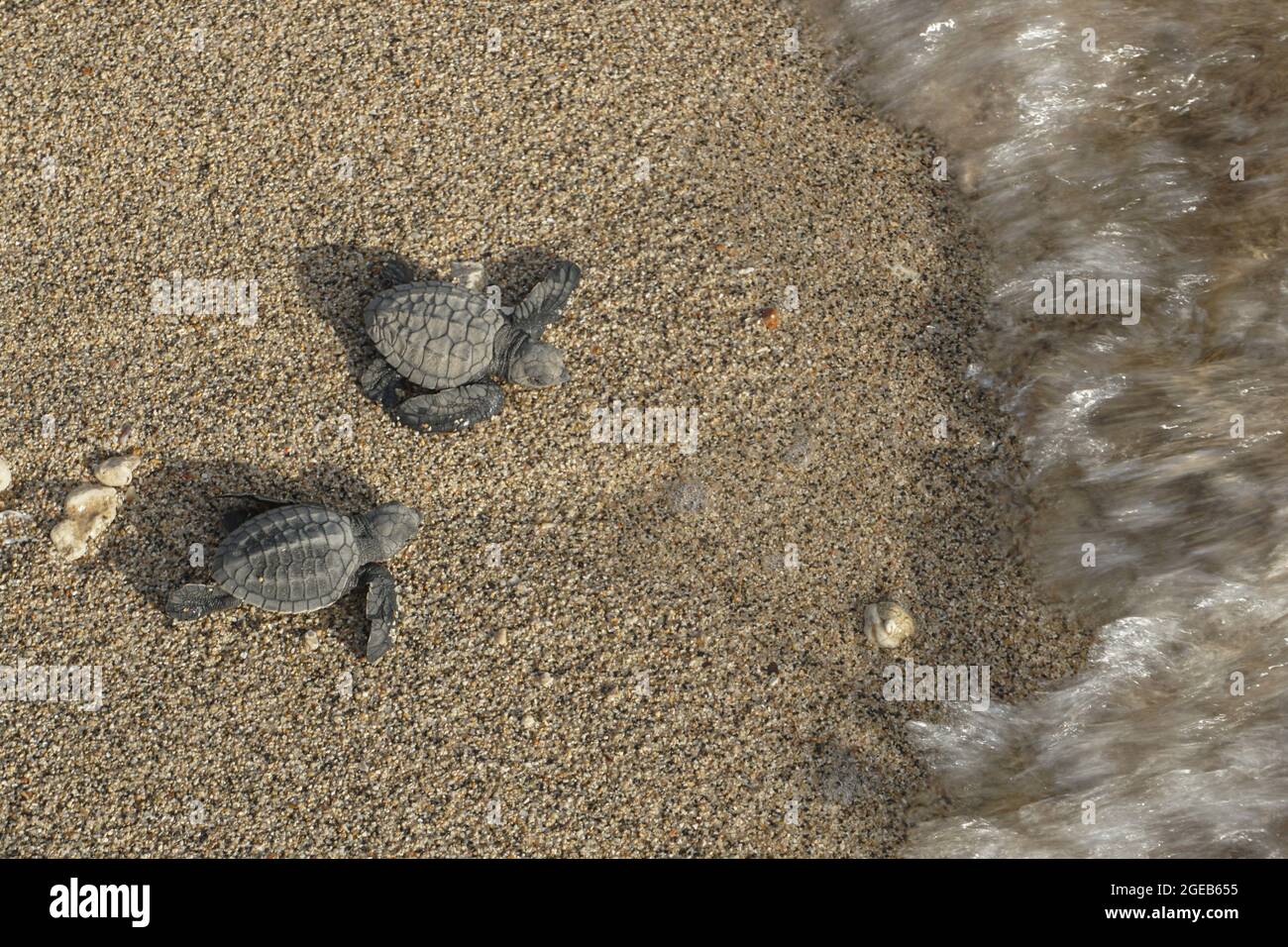 Denpasar, Indonesia. 17th Aug, 2021. Two Lekang Turtle released to the ...