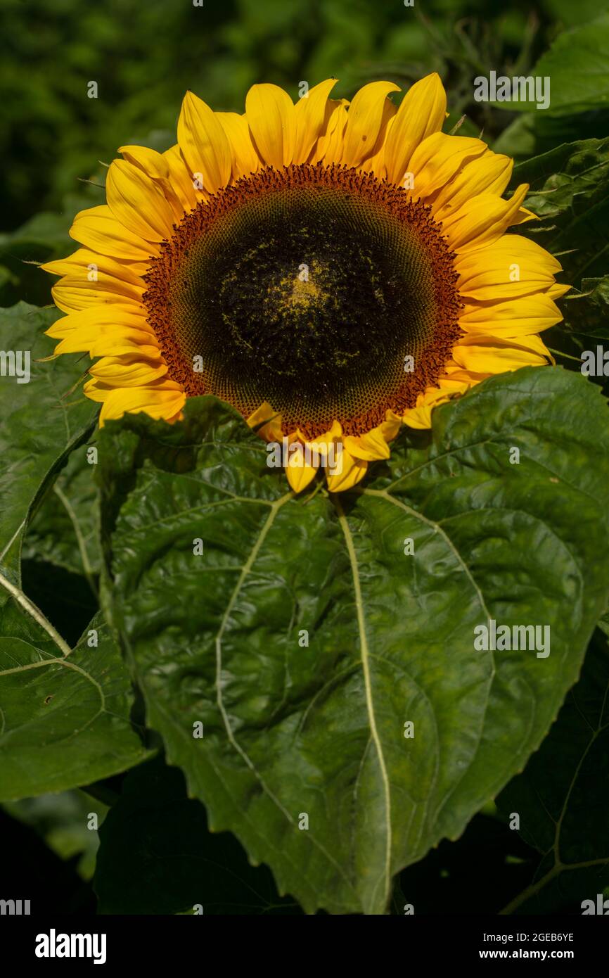 Magnificent Sunflower - Elite Sun, relatively small sunflower plant ...