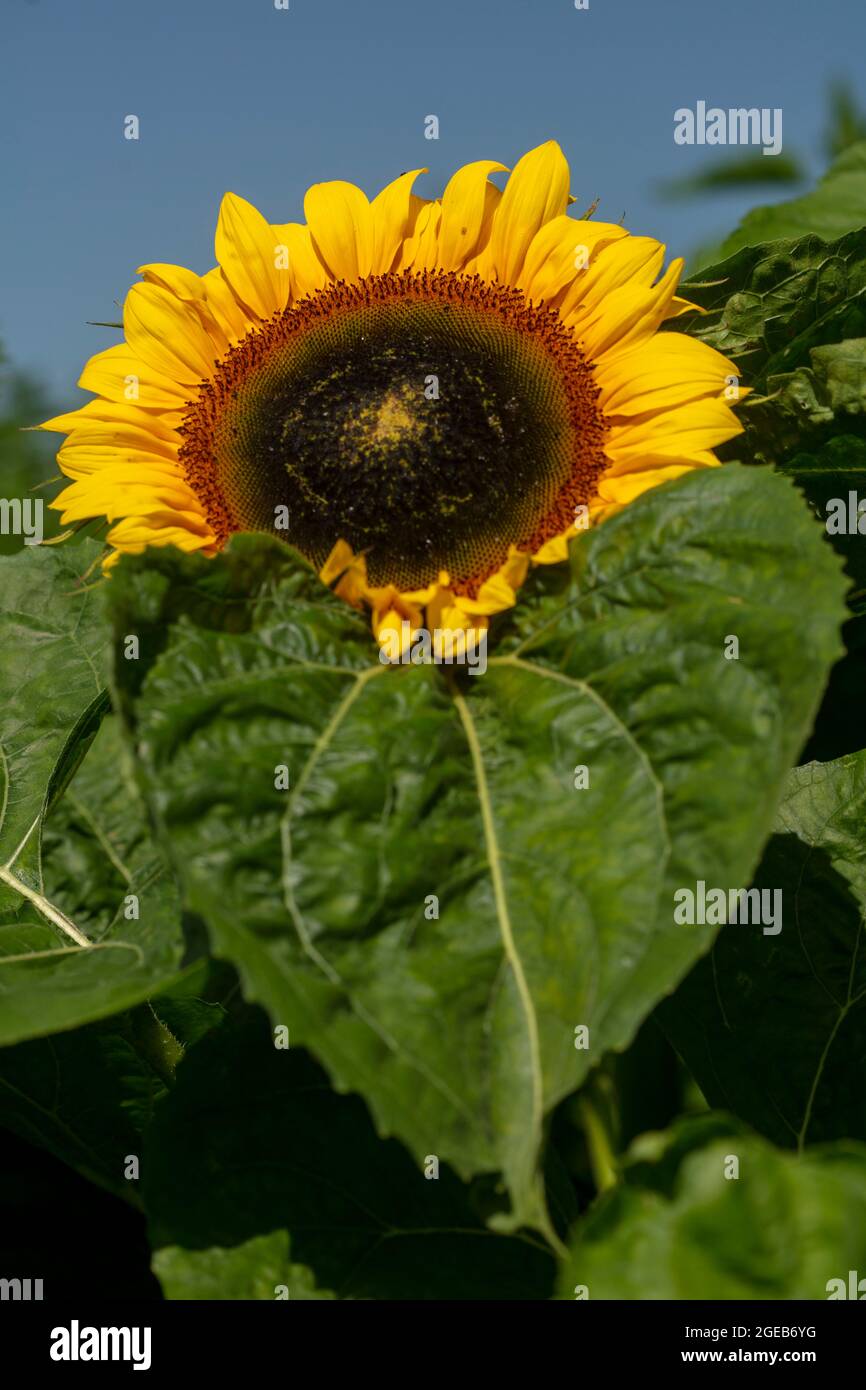 Magnificent Sunflower - Elite Sun, relatively small sunflower plant ...