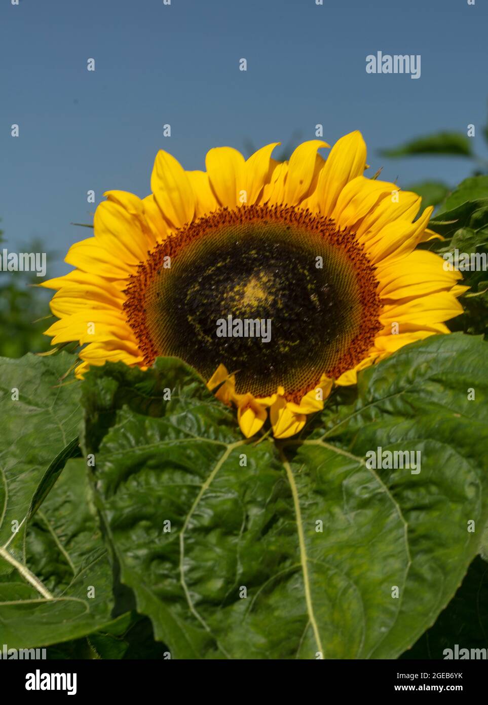 Ideal for summer borders hi-res stock photography and images - Alamy