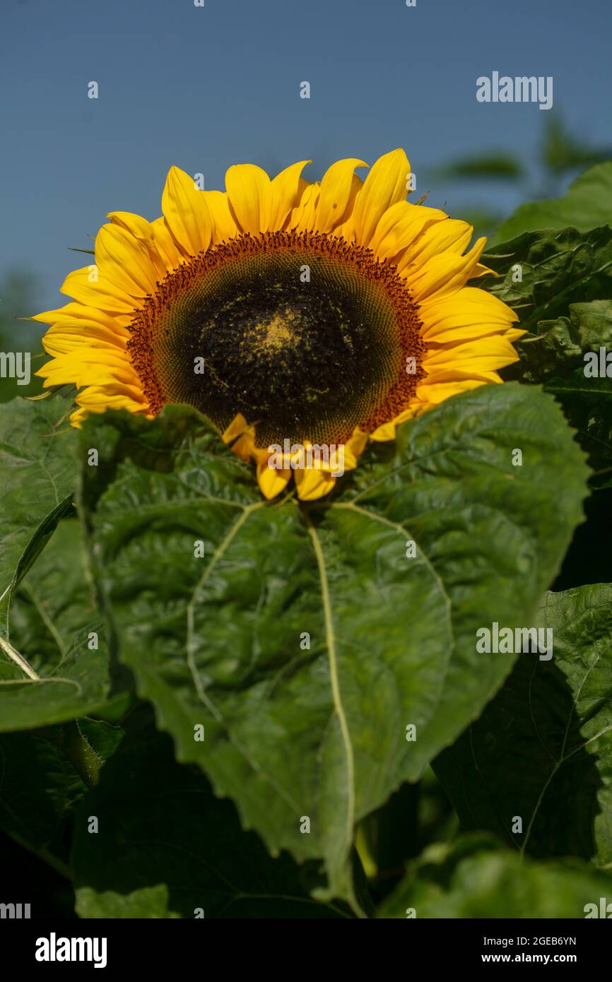 Magnificent Sunflower - Elite Sun, relatively small sunflower plant ...