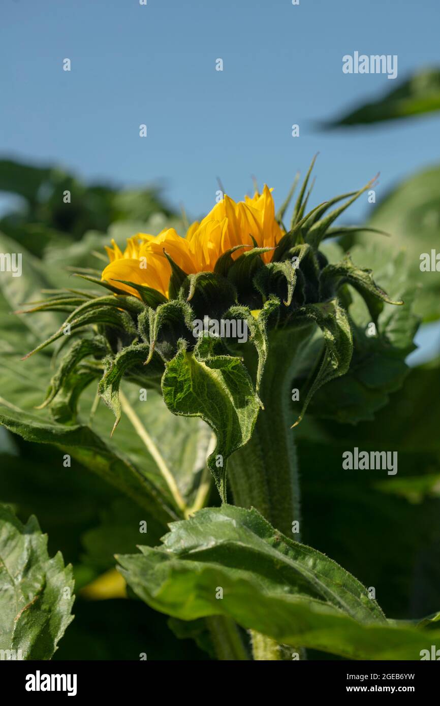 Magnificent Sunflower - Elite Sun, relatively small sunflower plant ...