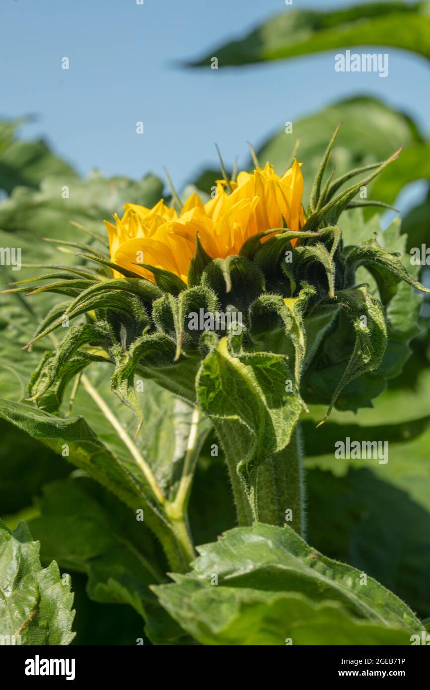 Magnificent Sunflower - Elite Sun, relatively small sunflower plant ...