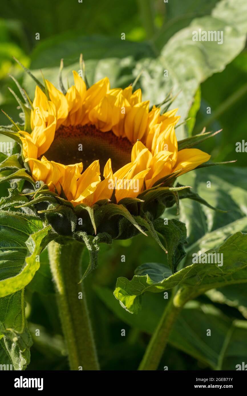 Magnificent Sunflower - Elite Sun, relatively small sunflower plant ...