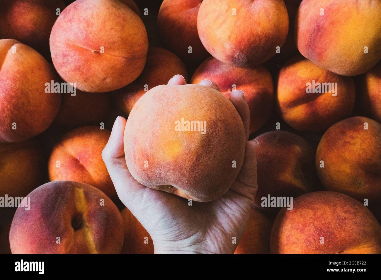 Hand holding fresh peach hi-res stock photography and images - Alamy