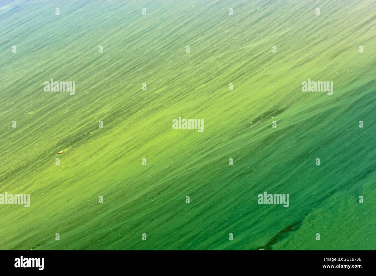 Algae in the lake, river. Active reproduction of microscopic blue-green ...