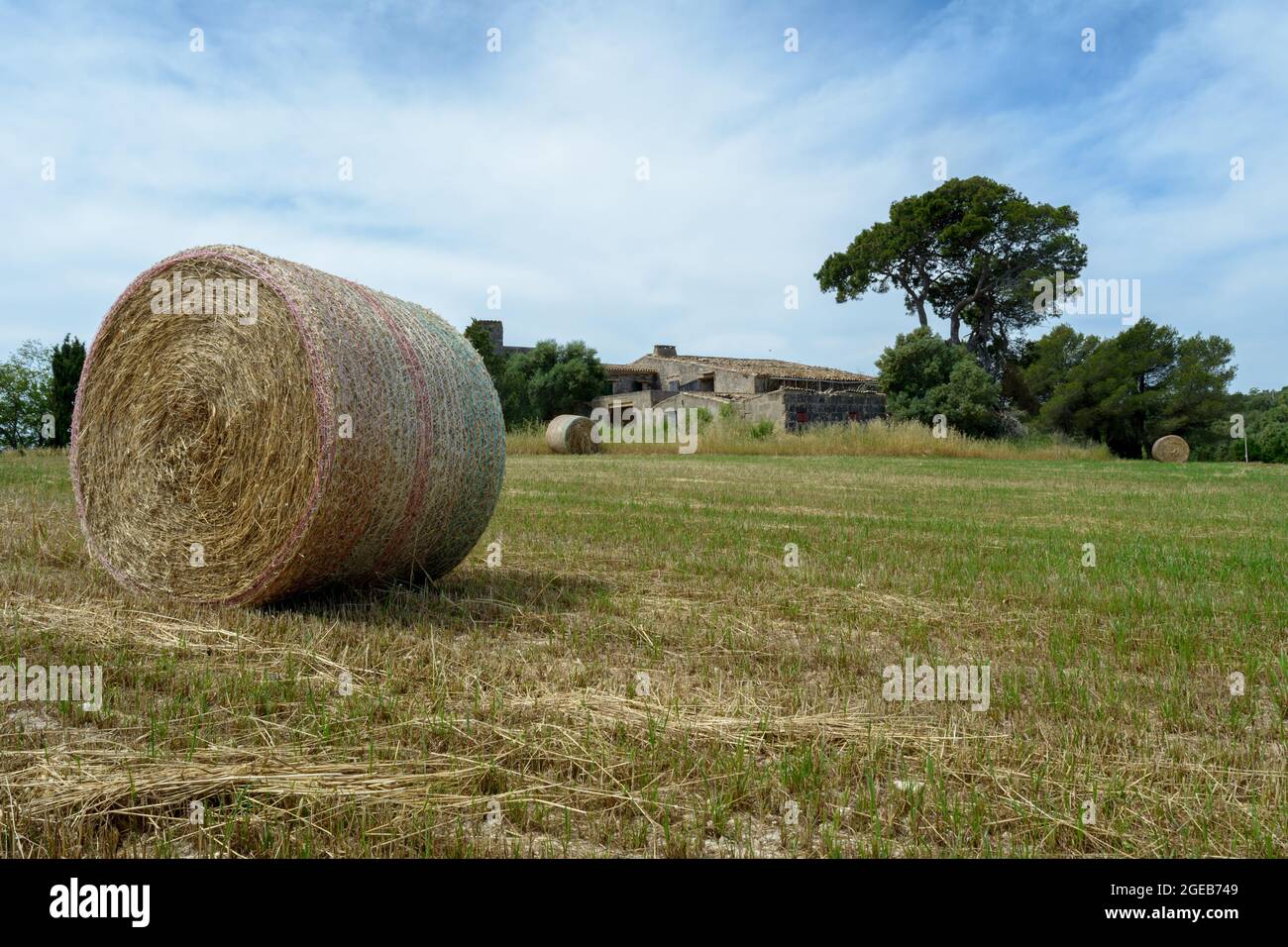 Stacks of straw - bales of hay, rolled into stacks left after ...