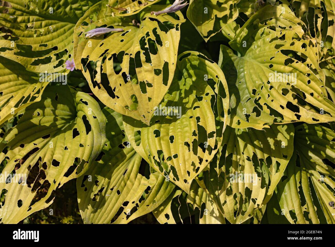Delicious Hosta ‘Wide Brim’, plantain lily 'Wide Brim', flowering ...