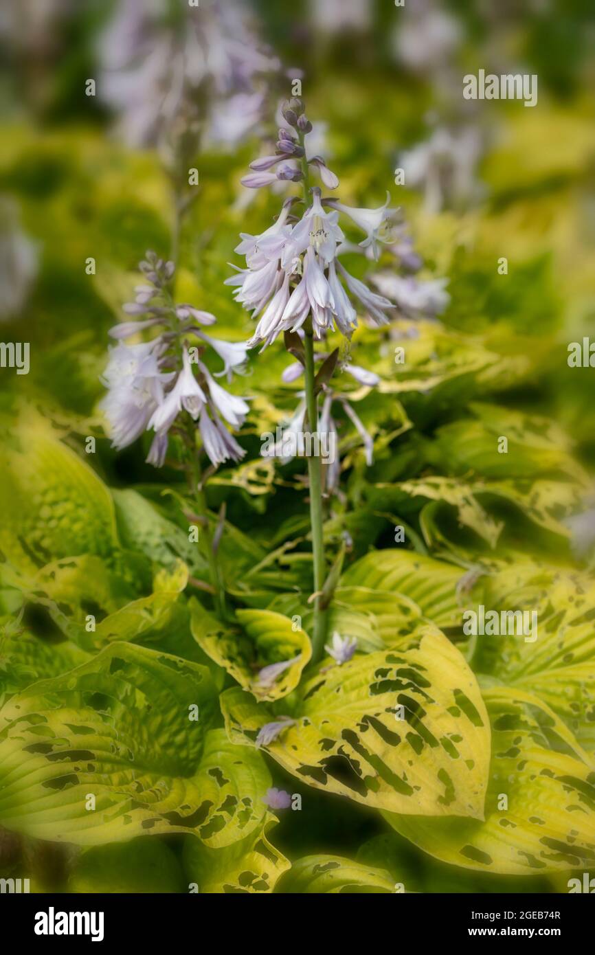 Delicious Hosta ‘Wide Brim’, plantain lily 'Wide Brim', flowering ...