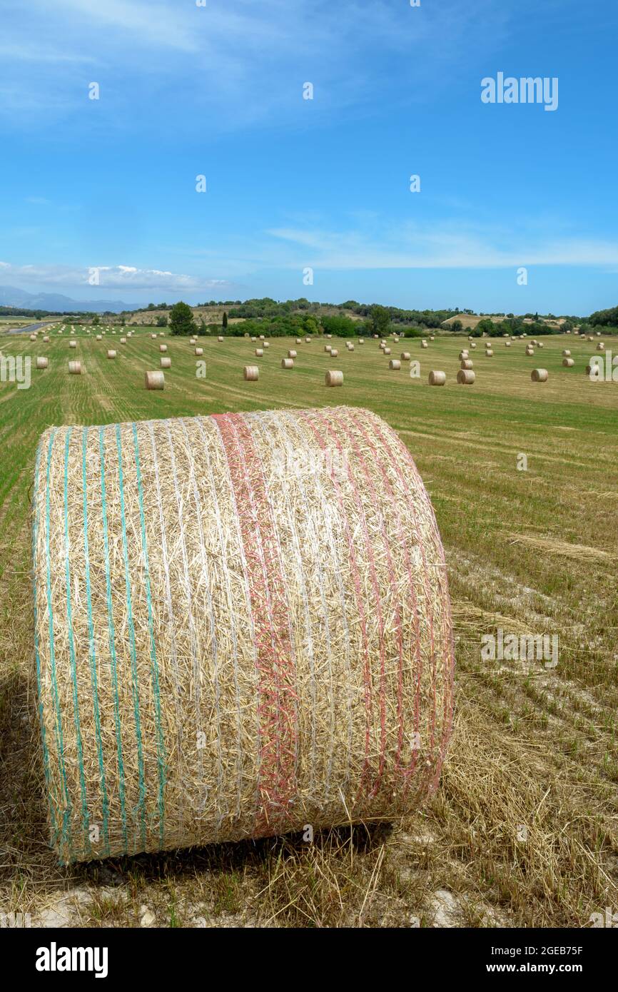 Stacks of straw - bales of hay, rolled into stacks left after ...