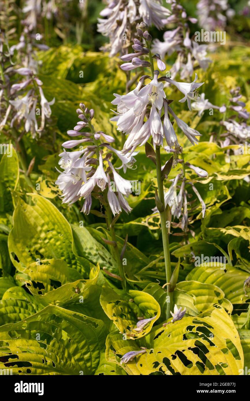 Delicious Hosta ‘Wide Brim’, plantain lily 'Wide Brim', flowering amongst chewed leaves. Natural ...