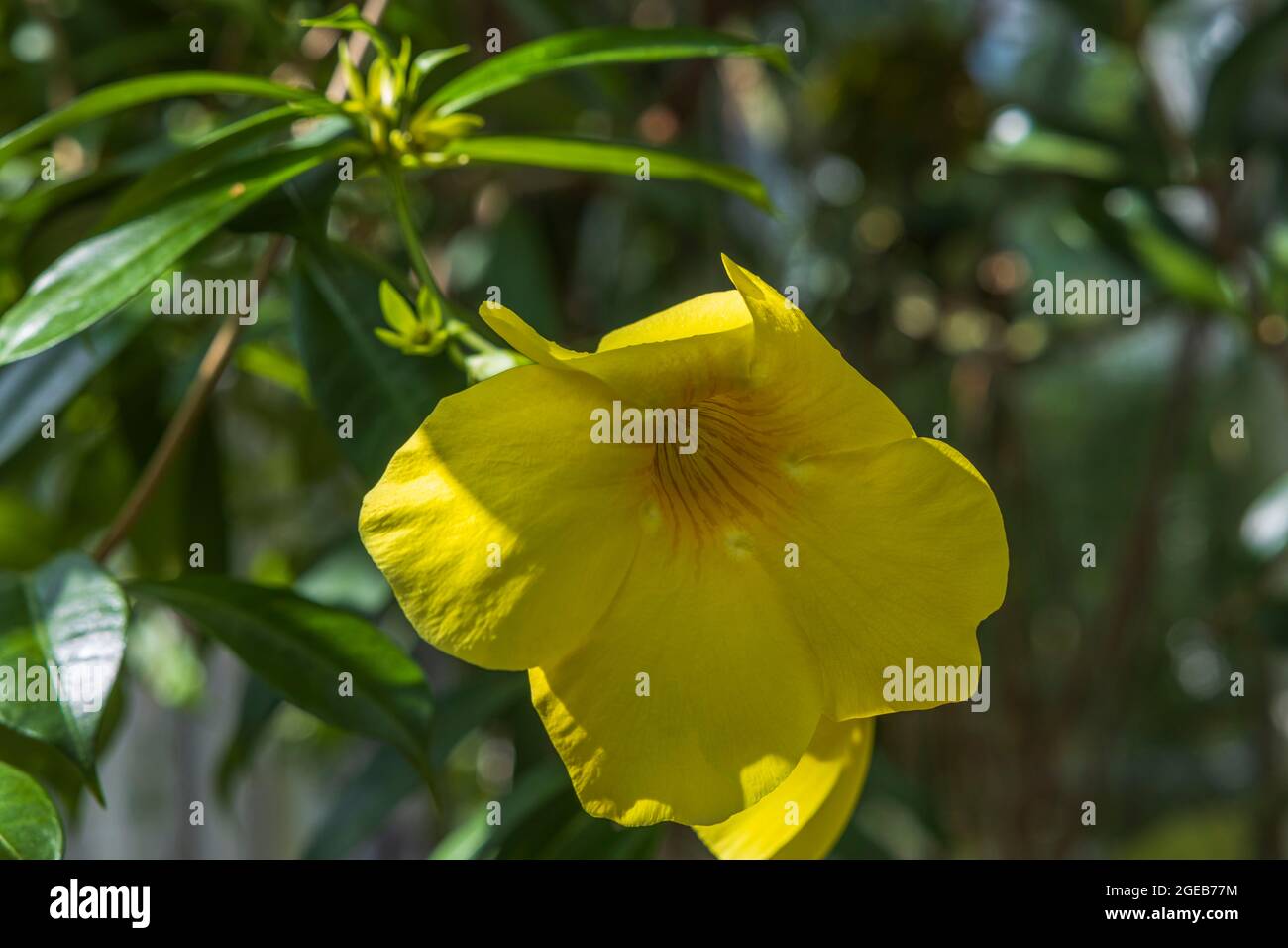 Beautiful top view of yellow tropical flower. Sweden Stock Photo - Alamy