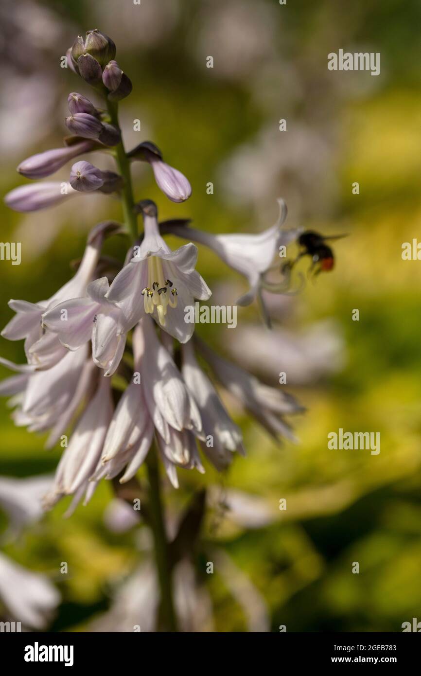 Delicious Hosta ‘Wide Brim’, plantain lily 'Wide Brim', flowering ...