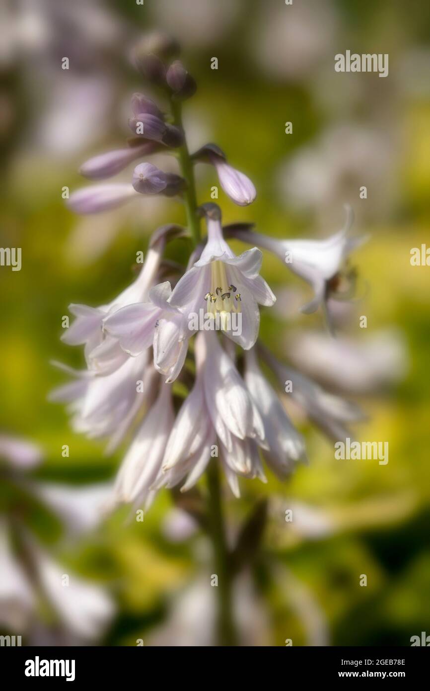 Delicious Hosta ‘Wide Brim’, plantain lily 'Wide Brim', flowering ...