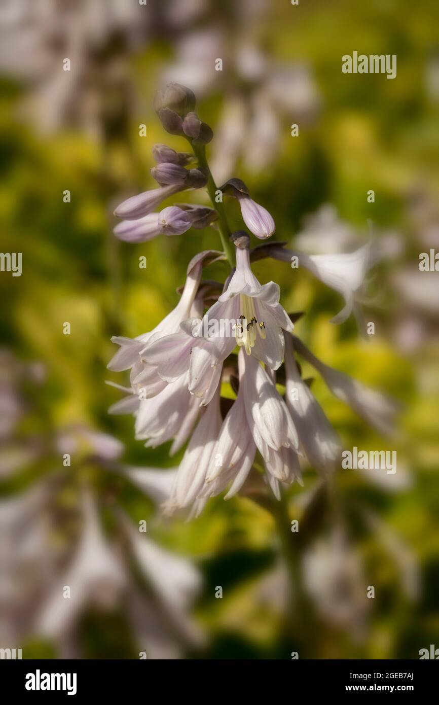 Delicious Hosta ‘Wide Brim’, plantain lily 'Wide Brim', flowering ...