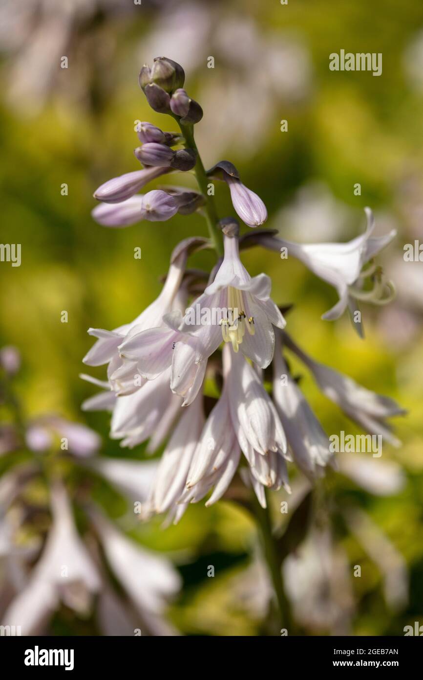 Delicious Hosta ‘Wide Brim’, plantain lily 'Wide Brim', flowering ...