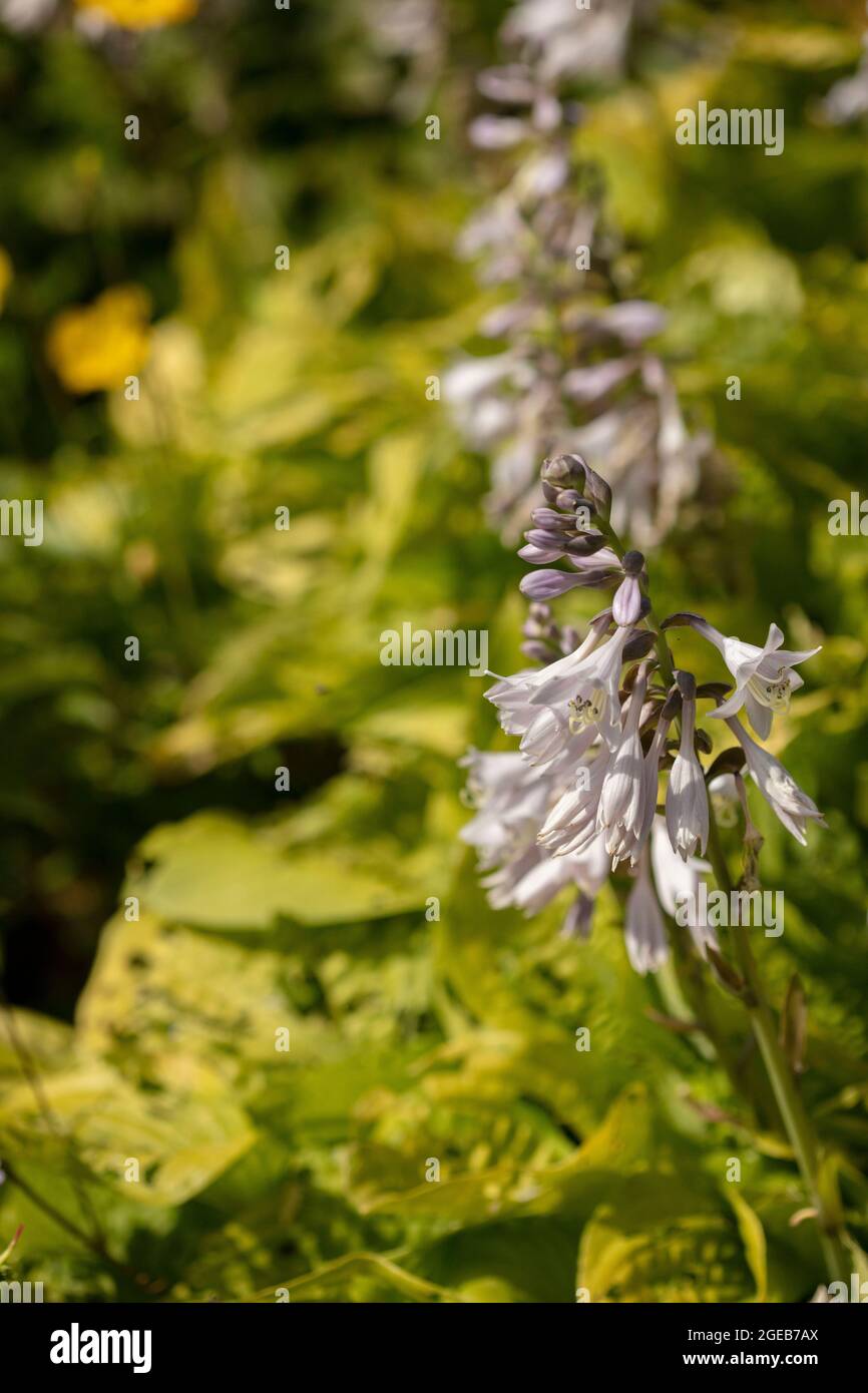 Delicious Hosta ‘Wide Brim’, plantain lily 'Wide Brim', flowering ...