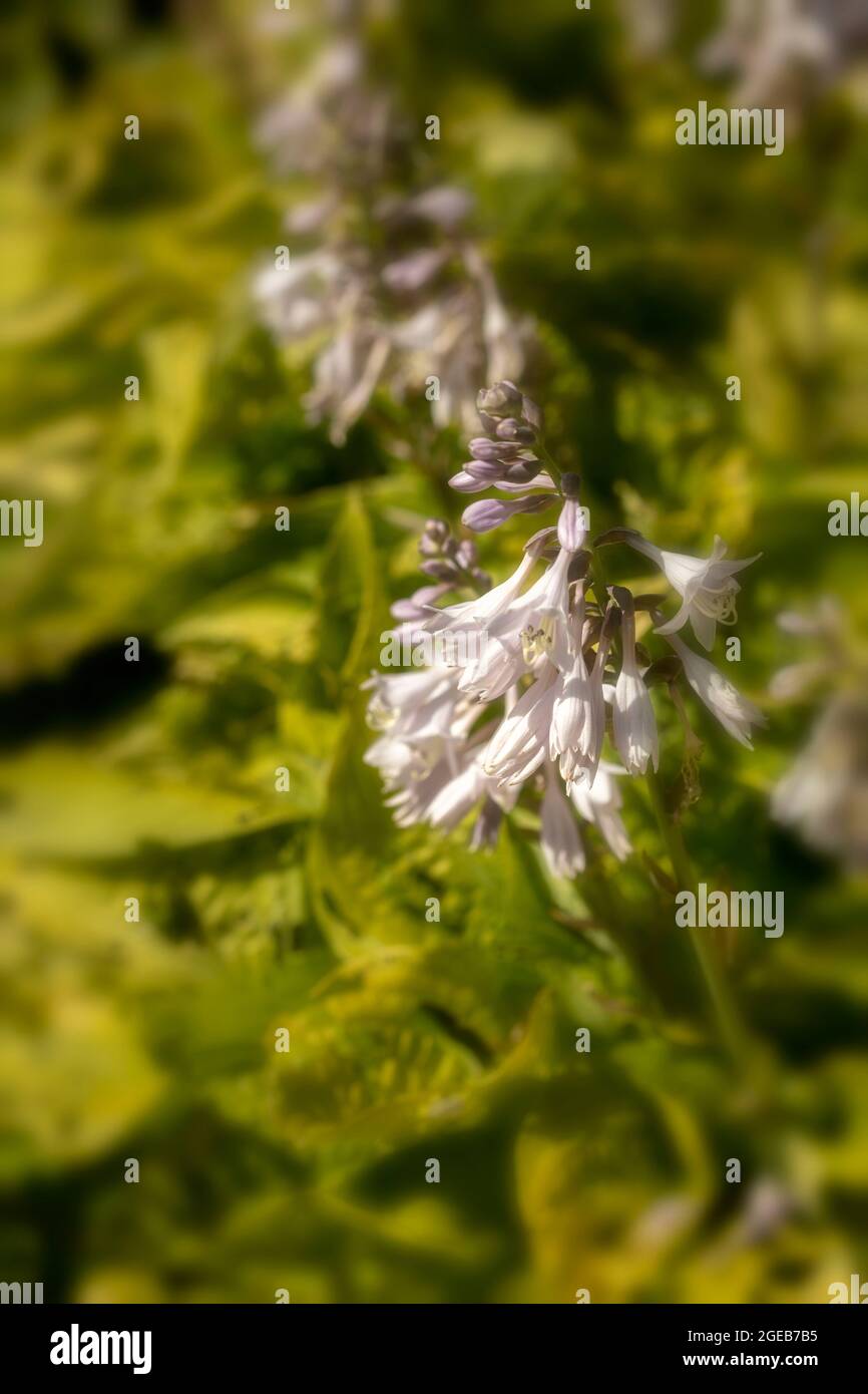 Delicious Hosta ‘Wide Brim’, plantain lily 'Wide Brim', flowering ...