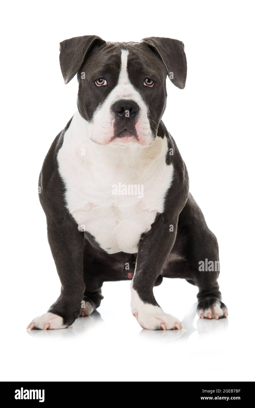 Exotic bulldog isolated on white Stock Photo - Alamy