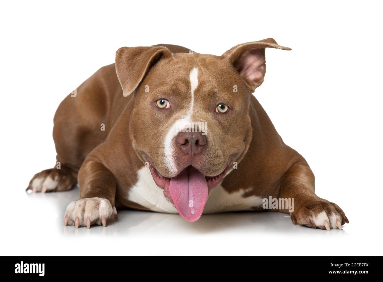 Exotic bulldog isolated on white Stock Photo - Alamy