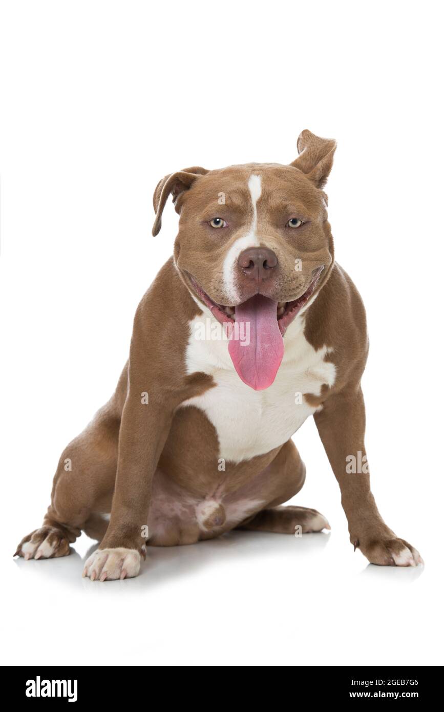 Exotic bully hi-res stock photography and images - Alamy