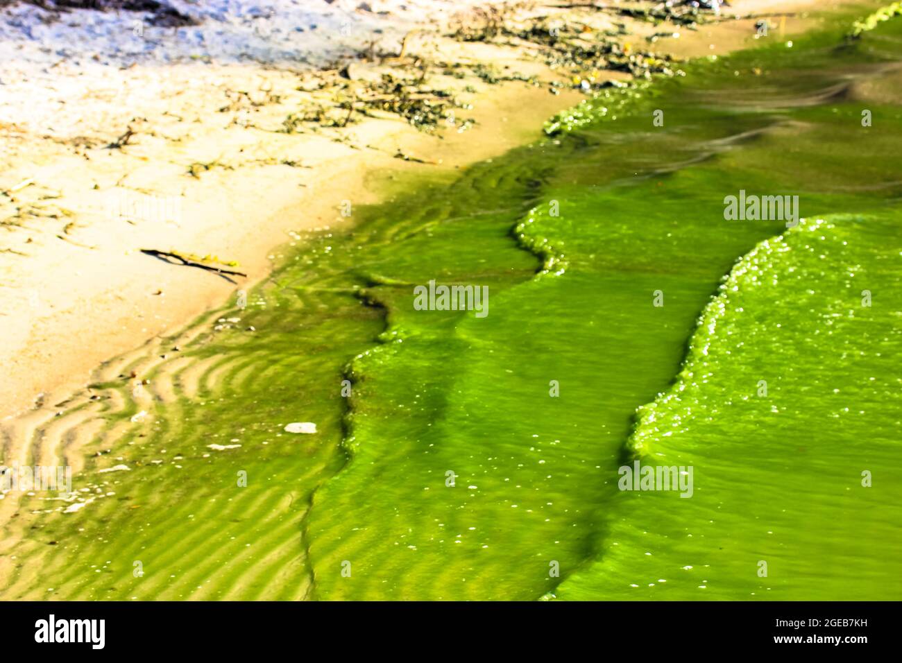 Water blooming, flowering in summer. Clogging of a dirty water. Global ...