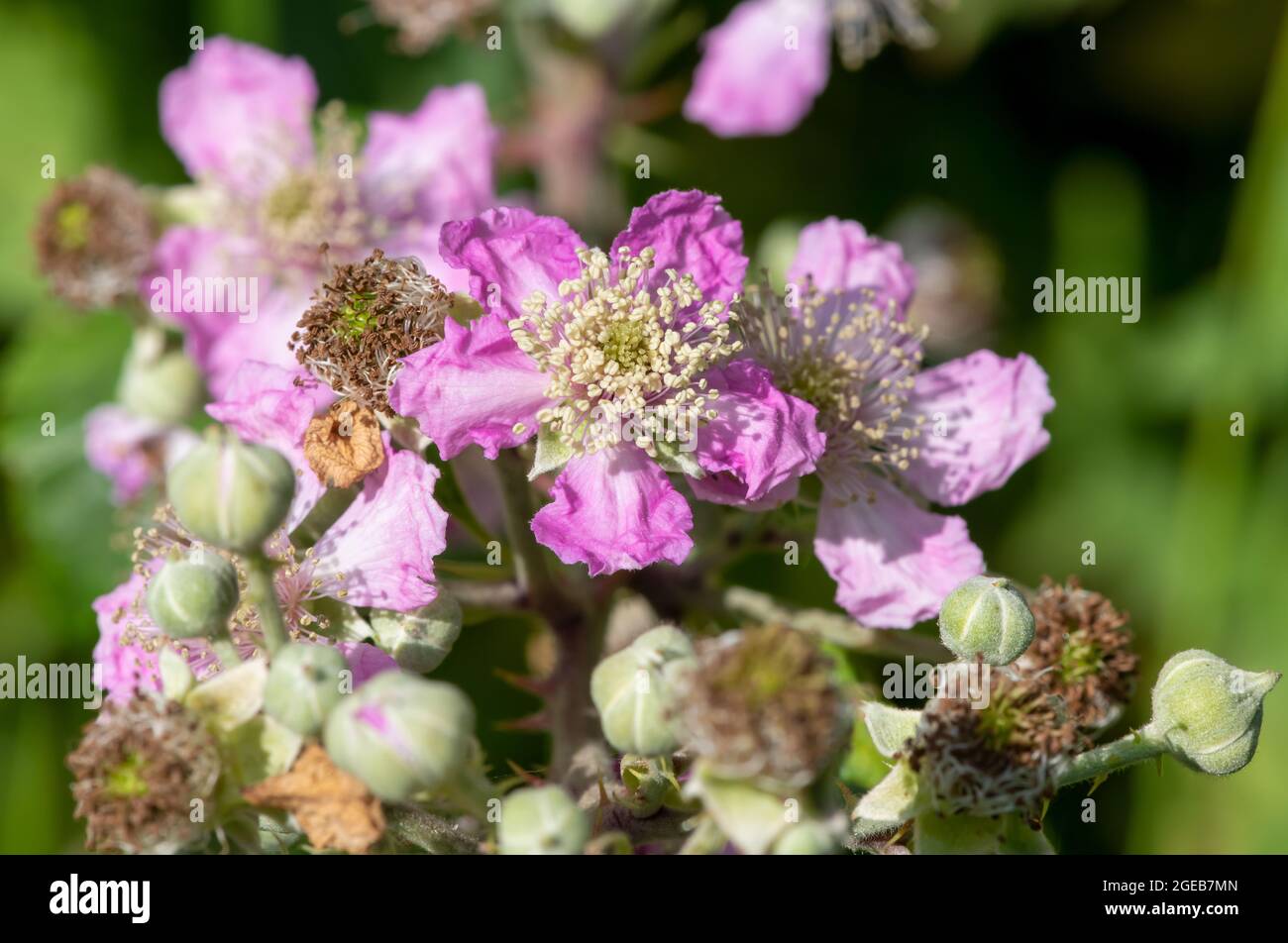 Brambles cut out hi-res stock photography and images - Alamy