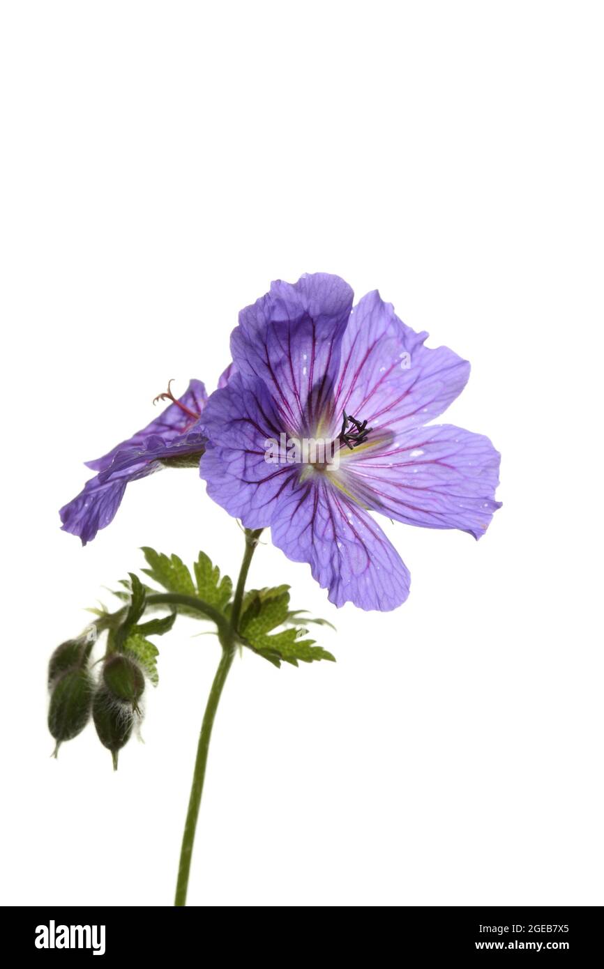 single open flower of a blue geranium photographed against a white ...