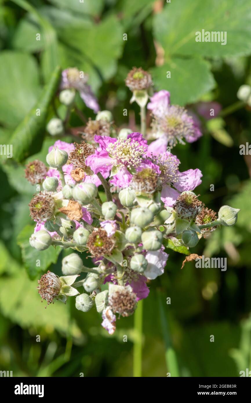 Close up of pink flowers on a common bramble (rubus fruticosus) plant ...