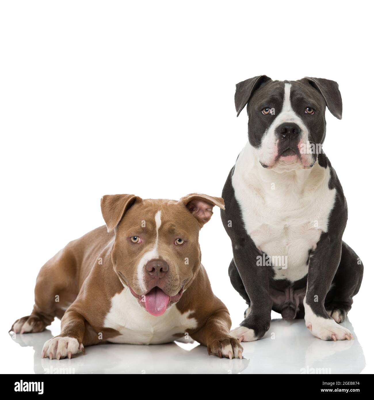 Exotic bulldog isolated on white Stock Photo - Alamy