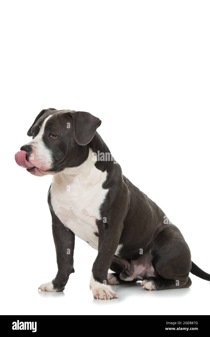 Exotic bully hi-res stock photography and images - Alamy