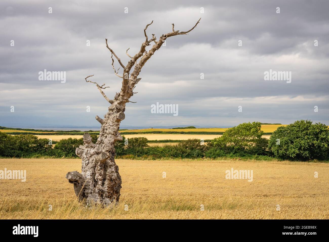 Gnarled tree stump hi-res stock photography and images - Alamy