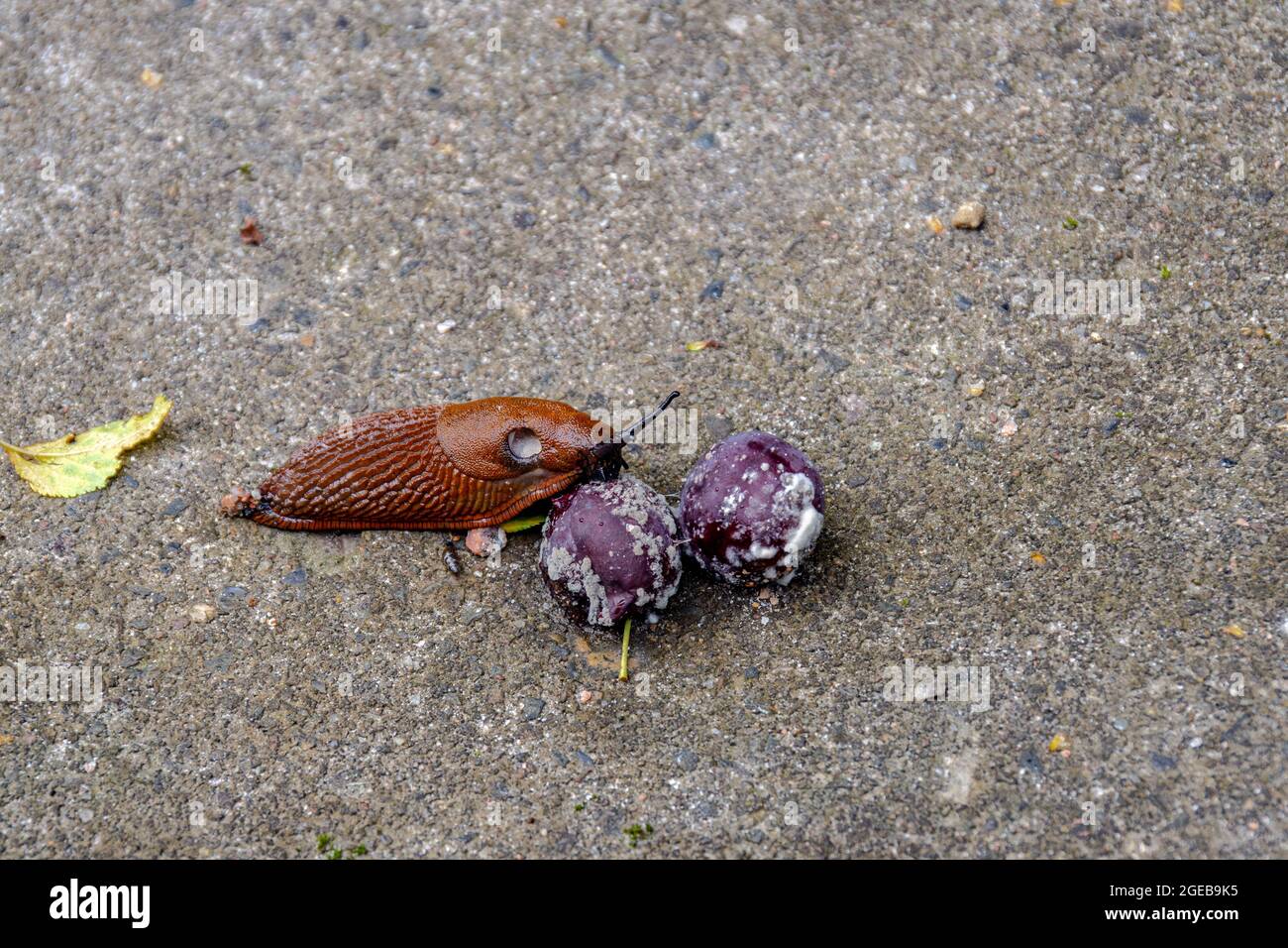 slug eating a rotting plum Stock Photo - Alamy
